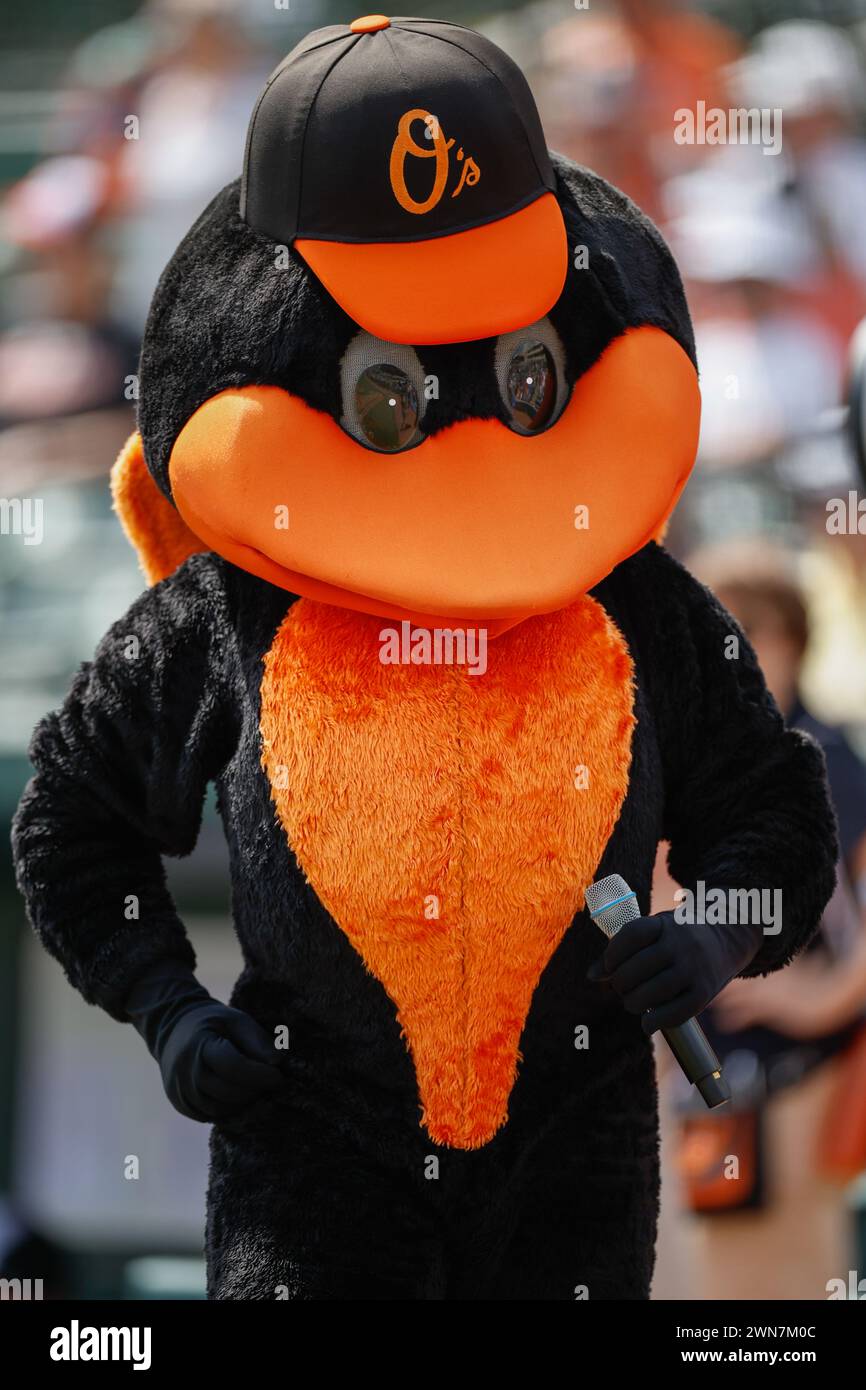Sarasota FL USA; Baltimore Orioles mascot Bird entertains the fans ...