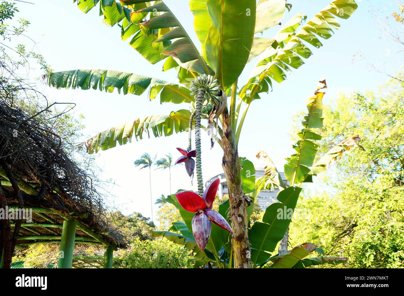 Green banana trees growing field hi-res stock photography and images - Alamy