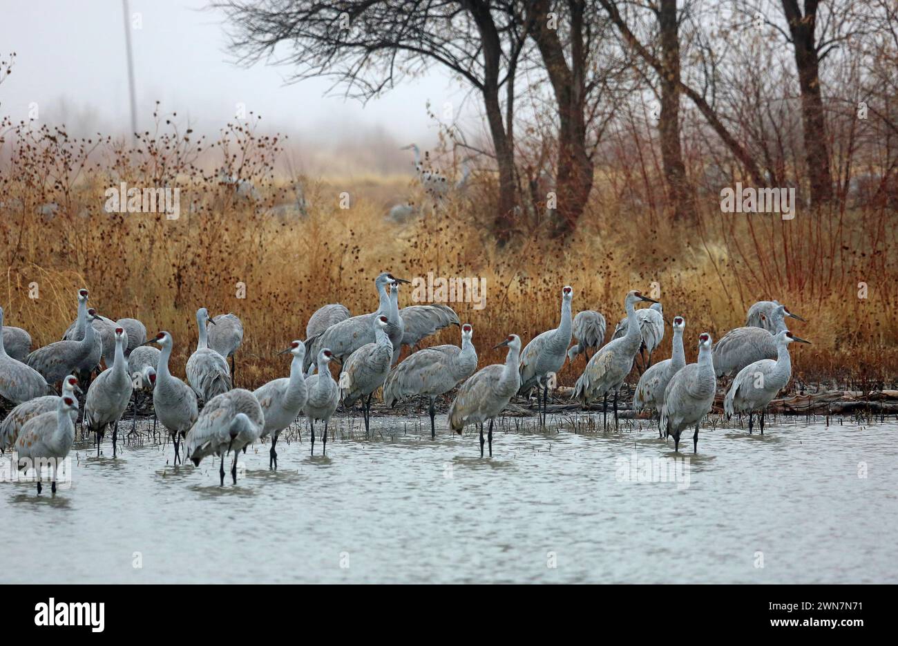Sandhill Cranes standing in water - Bosque del Apache National Wildlife ...