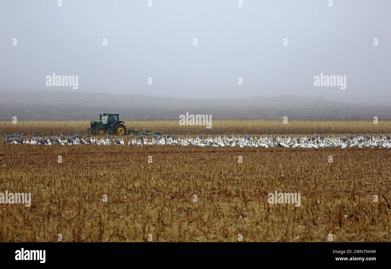 Panorama with corn field - Bosque del Apache National Wildlife Refuge ...
