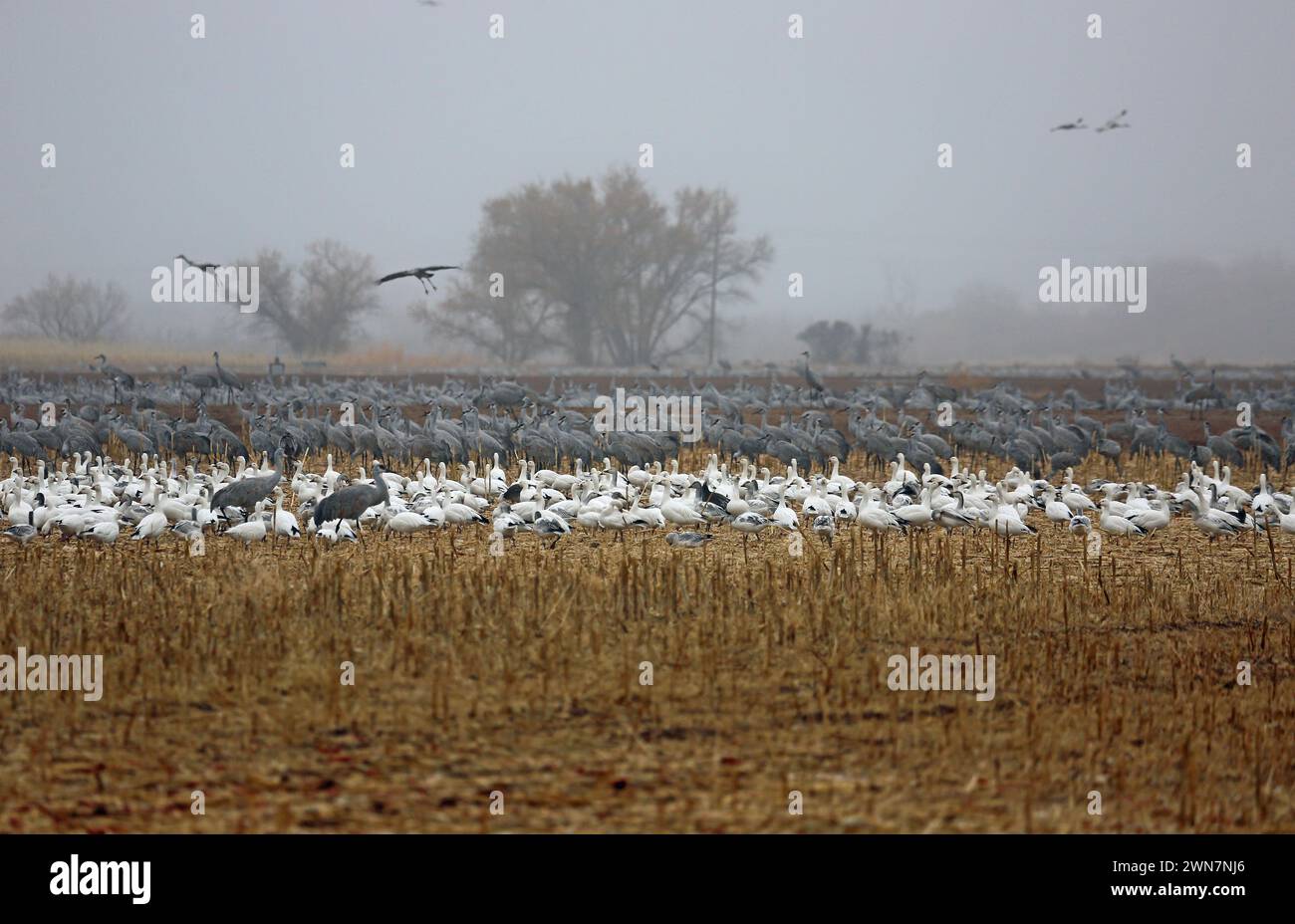 White and gray birds - Bosque del Apache National Wildlife Refuge, New ...