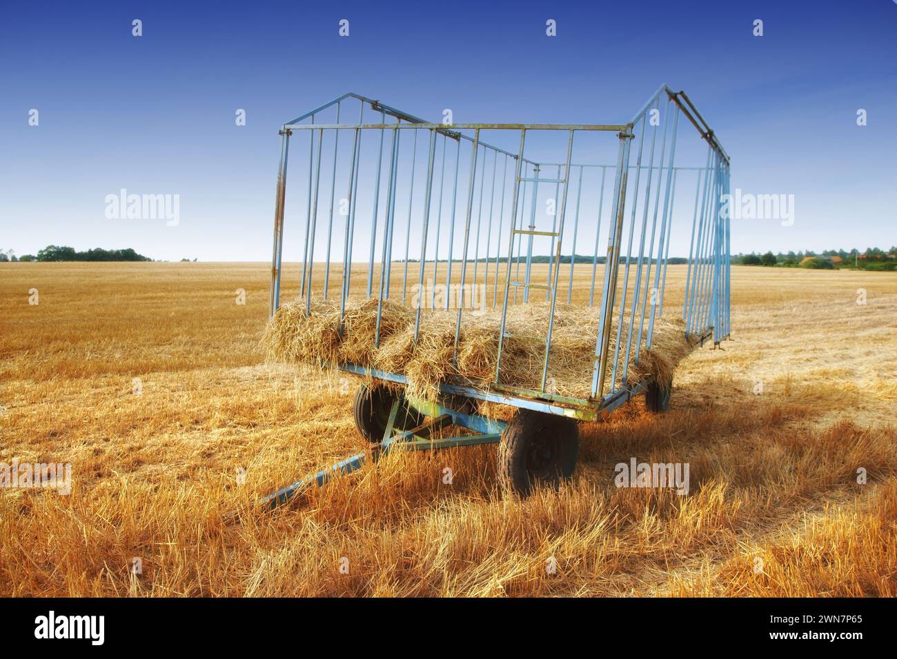 Trailer, harvest and cut grass with haystack on farm in the countryside ...