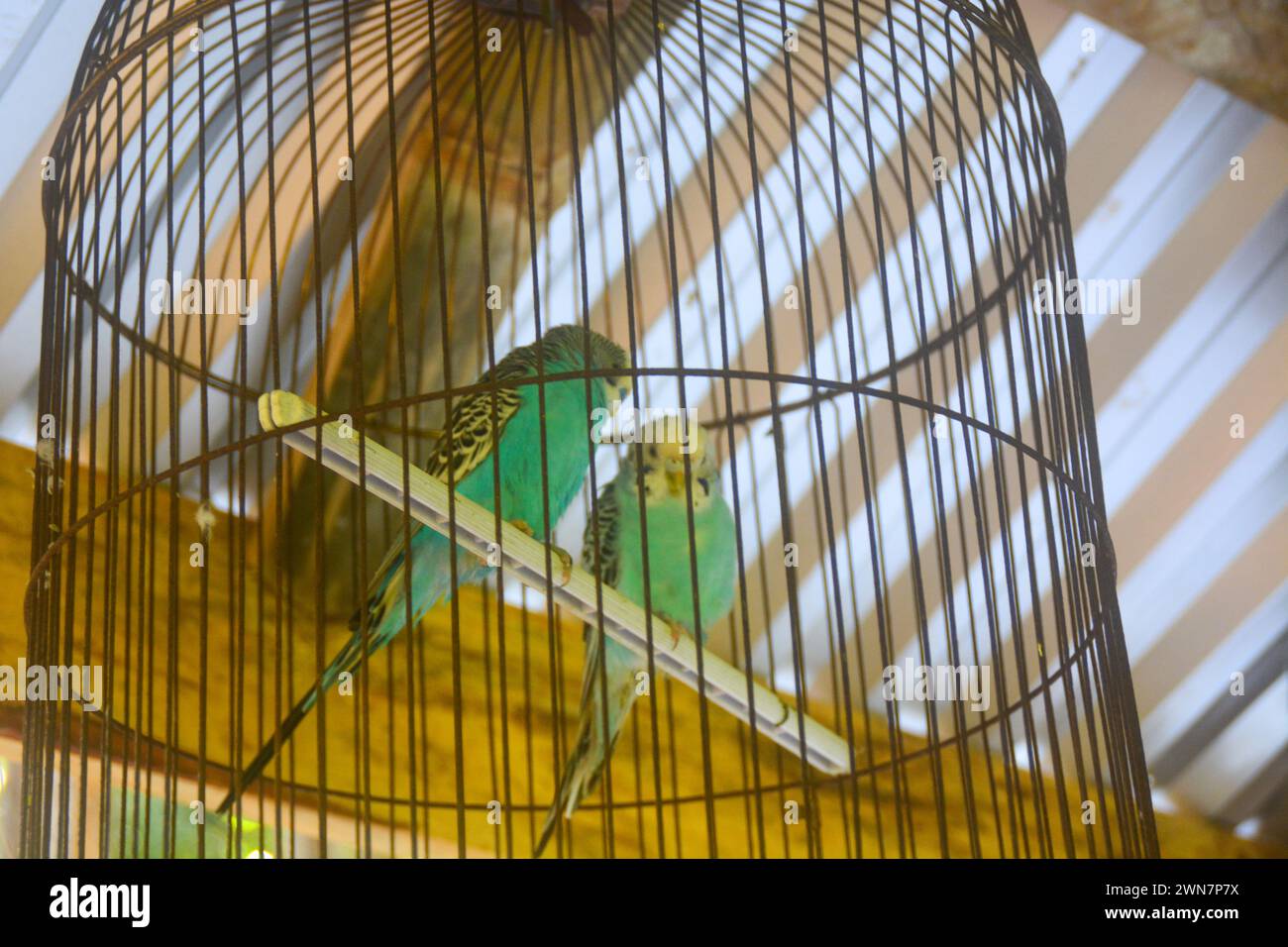 Two birds locked in a cage Stock Photo - Alamy