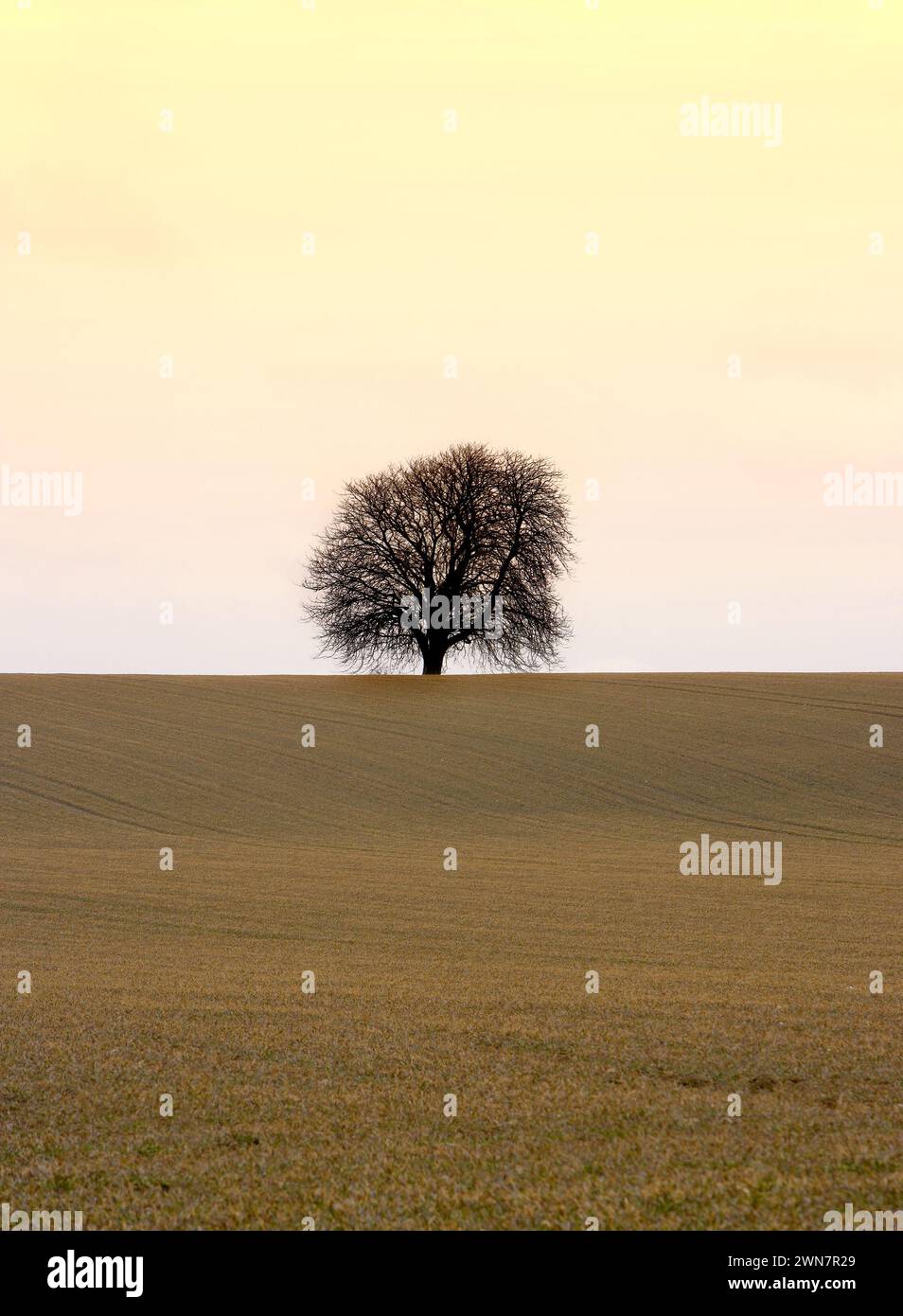 Tree, nature and countryside open field or sunset environment for ...