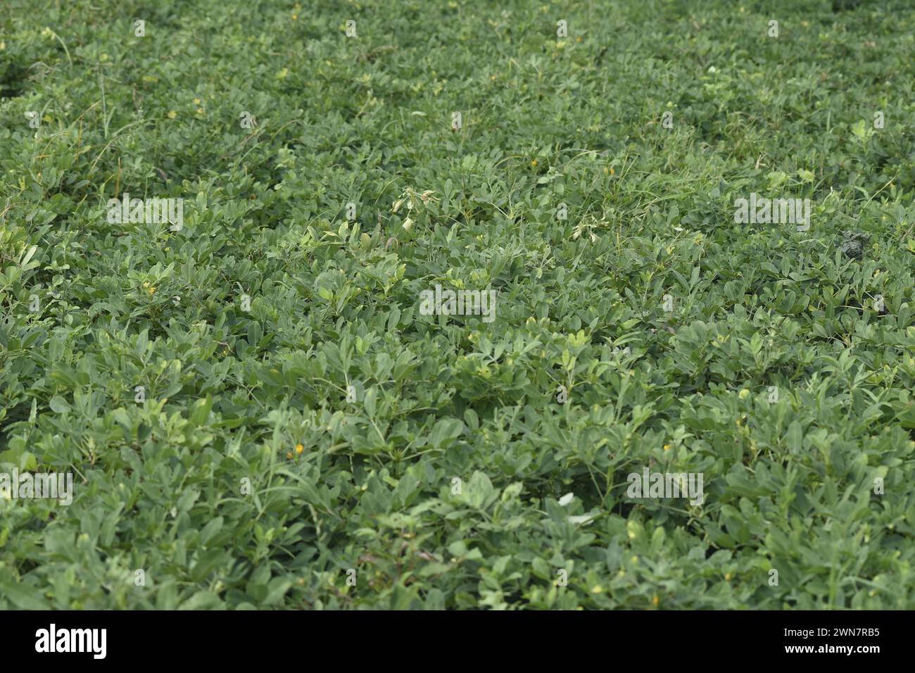 Peanuts fields, Peanut plantation fields with tree bush, Groundnuts ...