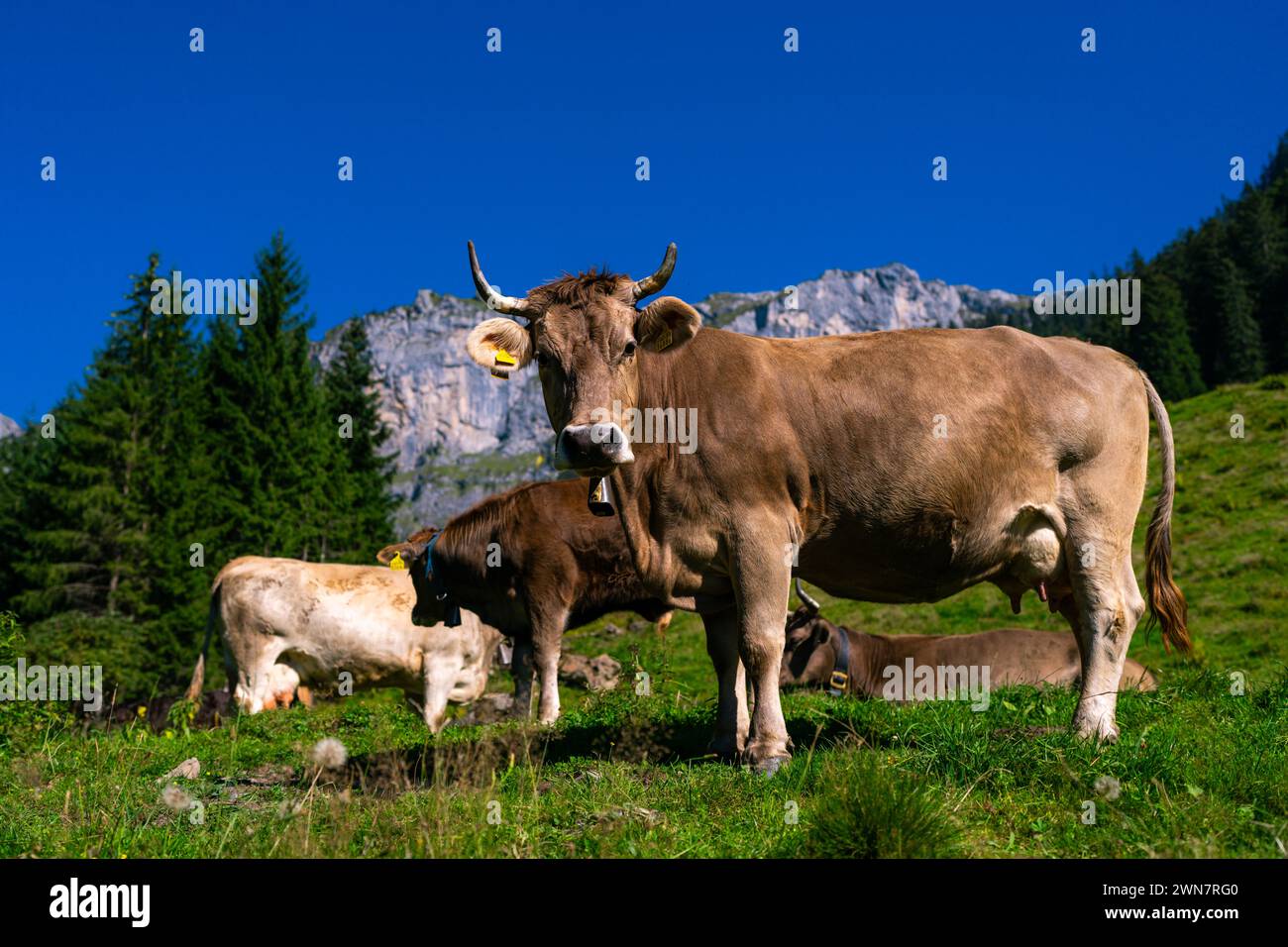 Simmental cattle horns in hi-res stock photography and images - Alamy