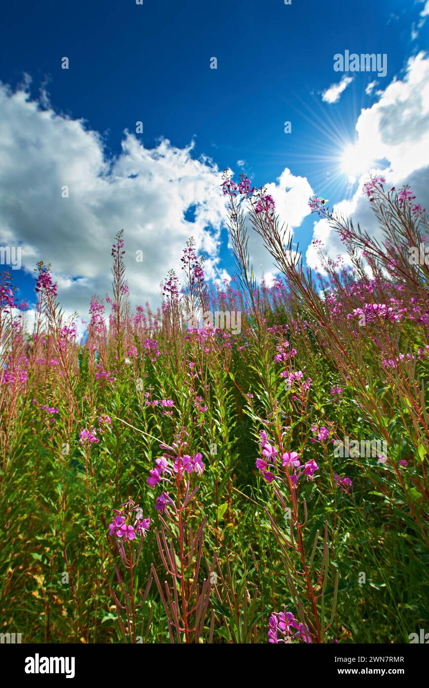 Growth, field and meadow with flowers, agro farming and plants for ...