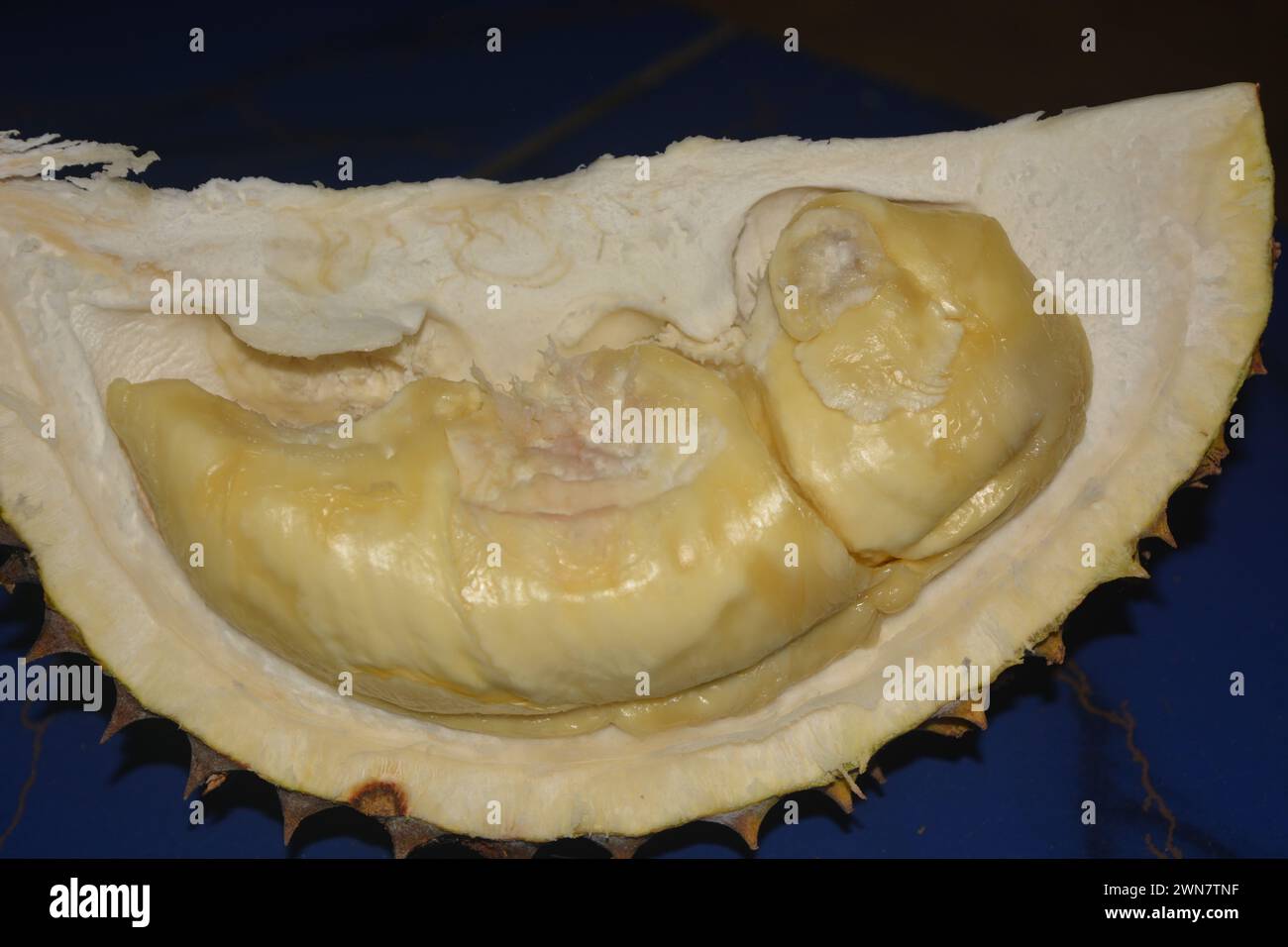 Close up photo of musang king durian fruit "Durio zibethinus" with ...