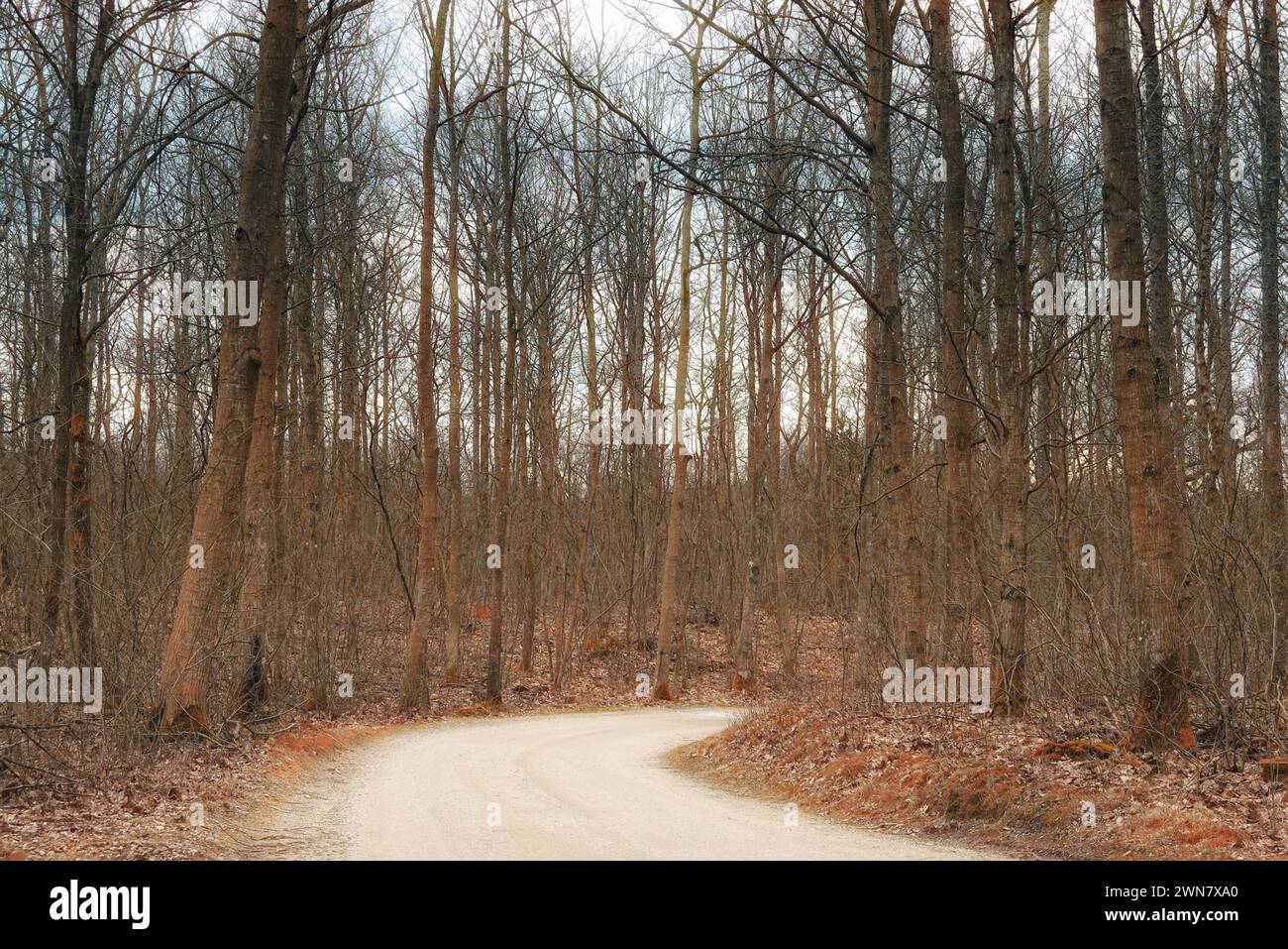 Road, landscape and trees with forest in countryside for travel ...