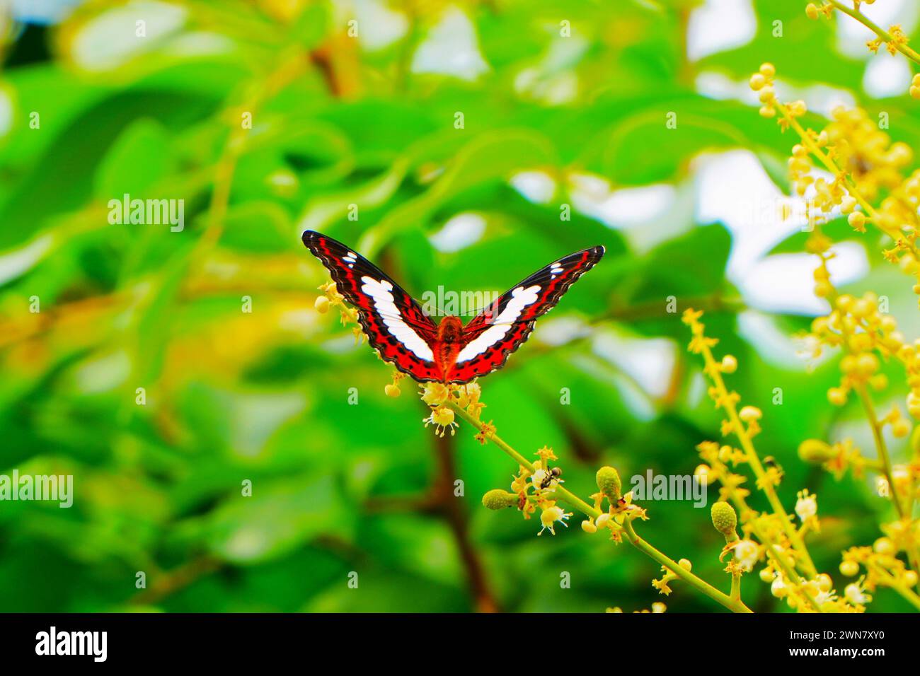 Close up of a beautiful butterfly pollinating the flowers of a longan ...