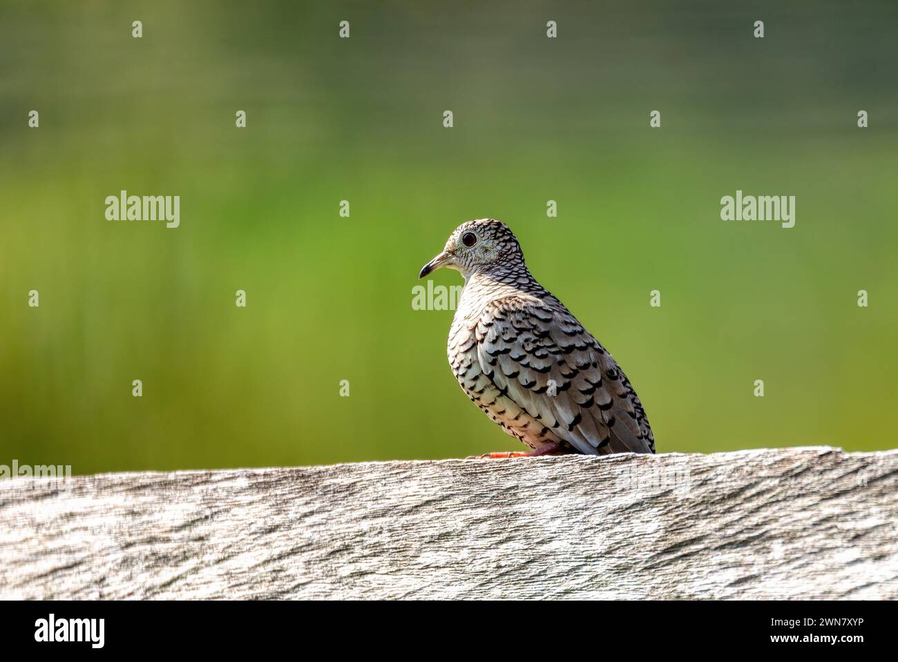 Scaled dove (Columbina squammata), also known as scaly dove, Ridgways ...