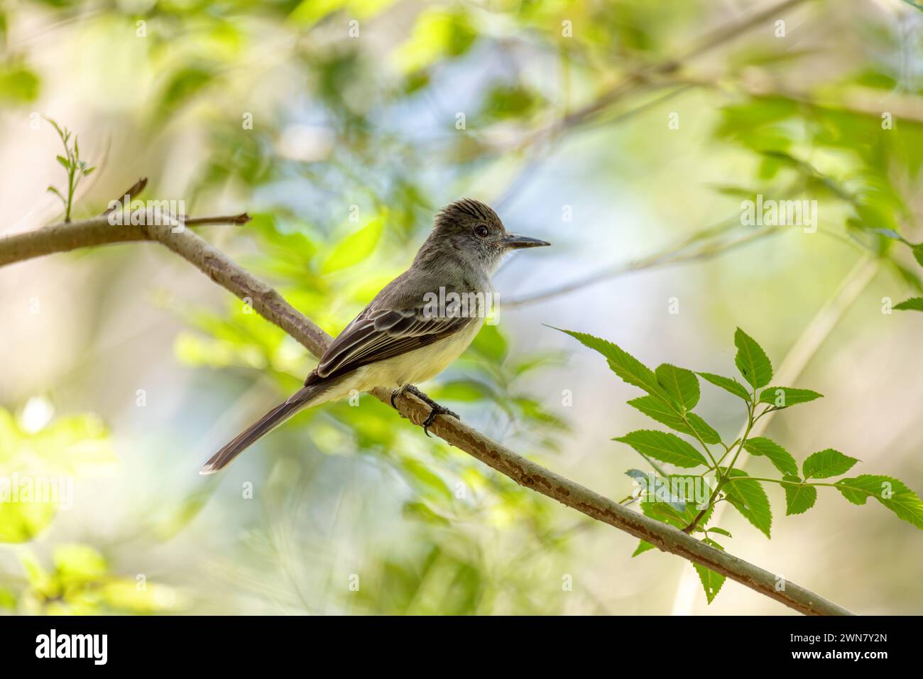 Short-crested flycatcher (Myiarchus ferox), species of bird in the ...