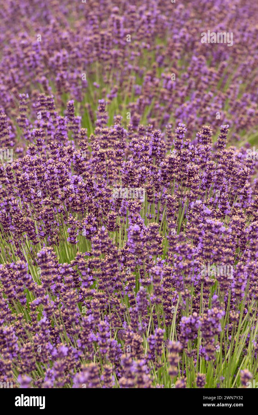 Chehalem valley farm hi-res stock photography and images - Alamy