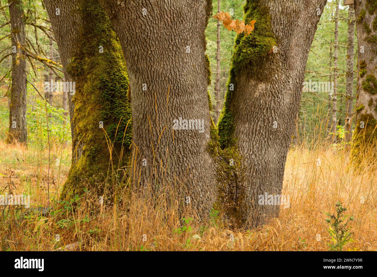 Oregon white oak, Miller Woods Conservation Area, Yamhill County ...