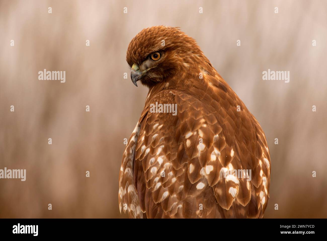 Red-tailed hawk (Buteo jamaicensis), Jackson Bottom Wetlands Preserve ...