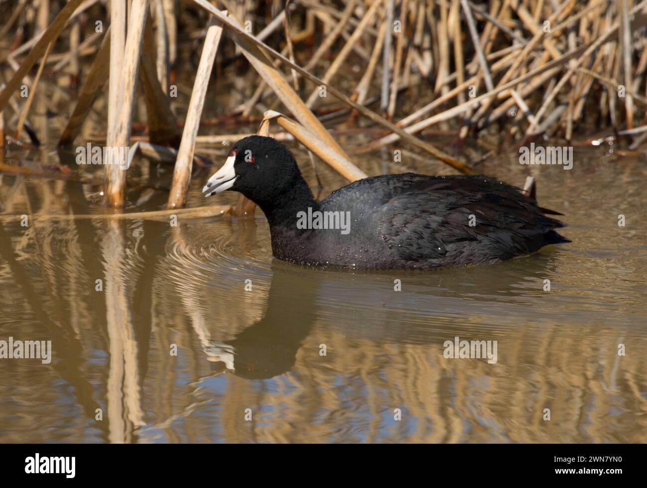 American coot, Summer Lake Wildlife Area, Oregon Outback Scenic Byway ...
