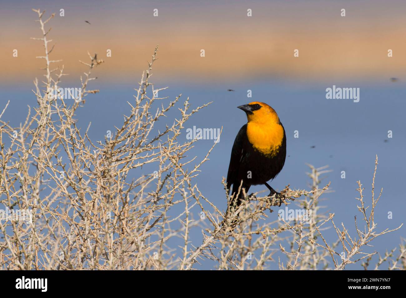 Yellow-headed blackbird (Xanthocephalus xanthocephalus), Summer Lake ...