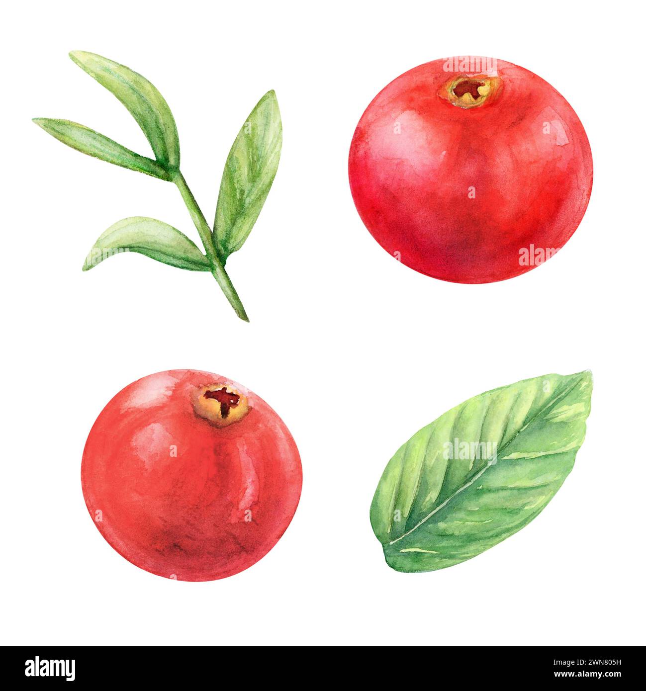 Cranberry berry leaf twig watercolor drawing. Juicy delisious cowberry ...