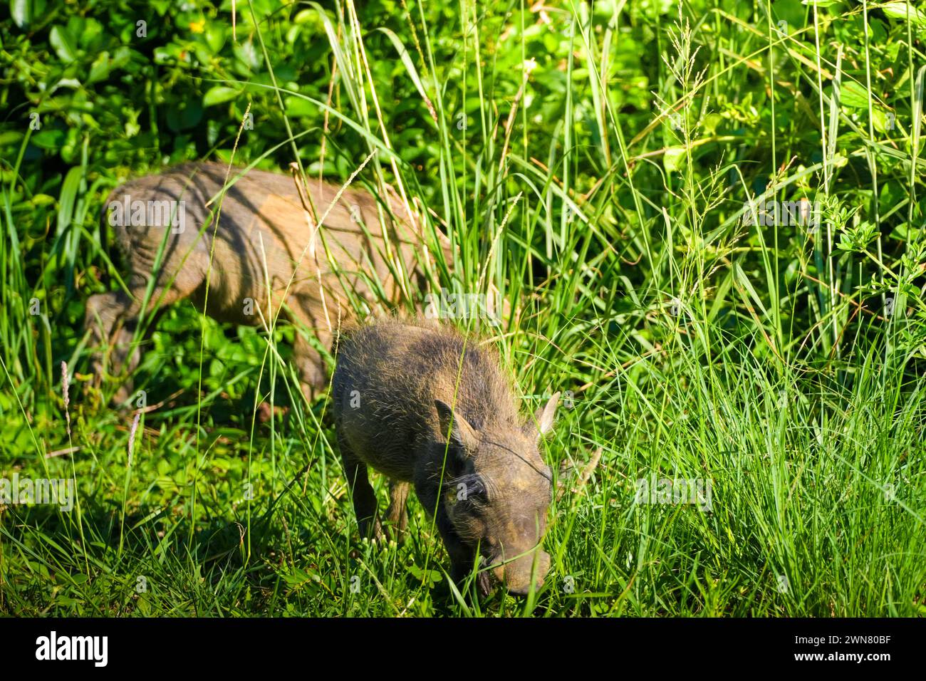 A warthog stands in the tall, vibrant green grass of the African ...