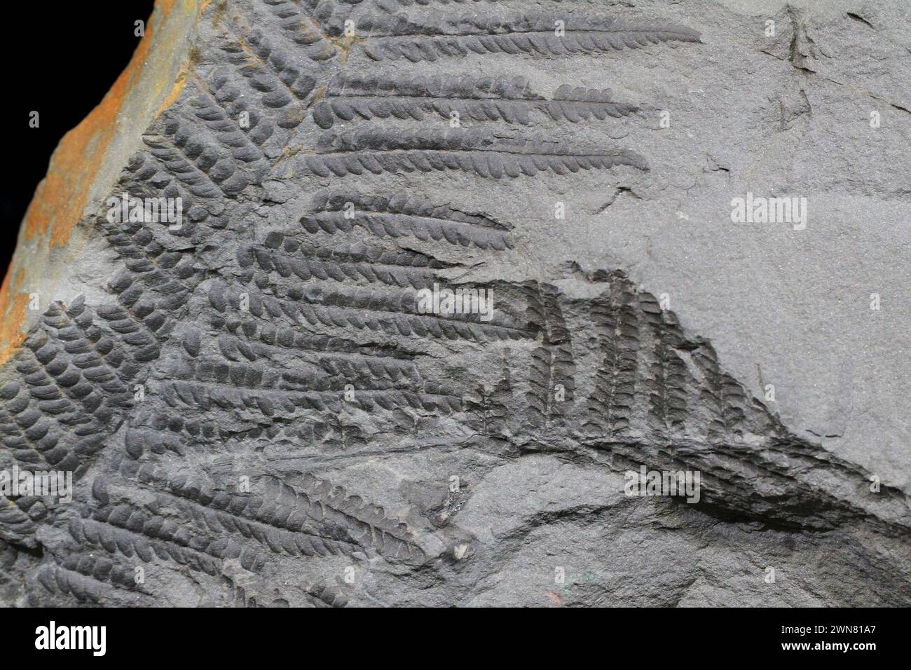 Fossil texture hi-res stock photography and images - Alamy