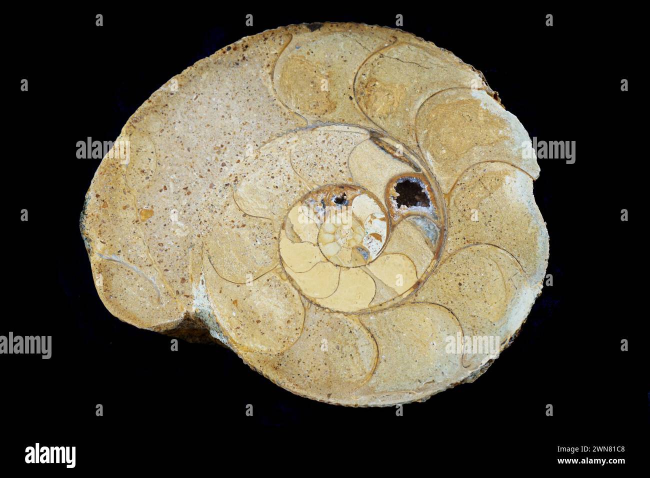 ammonite fossil texture as very nice natural background Stock Photo - Alamy