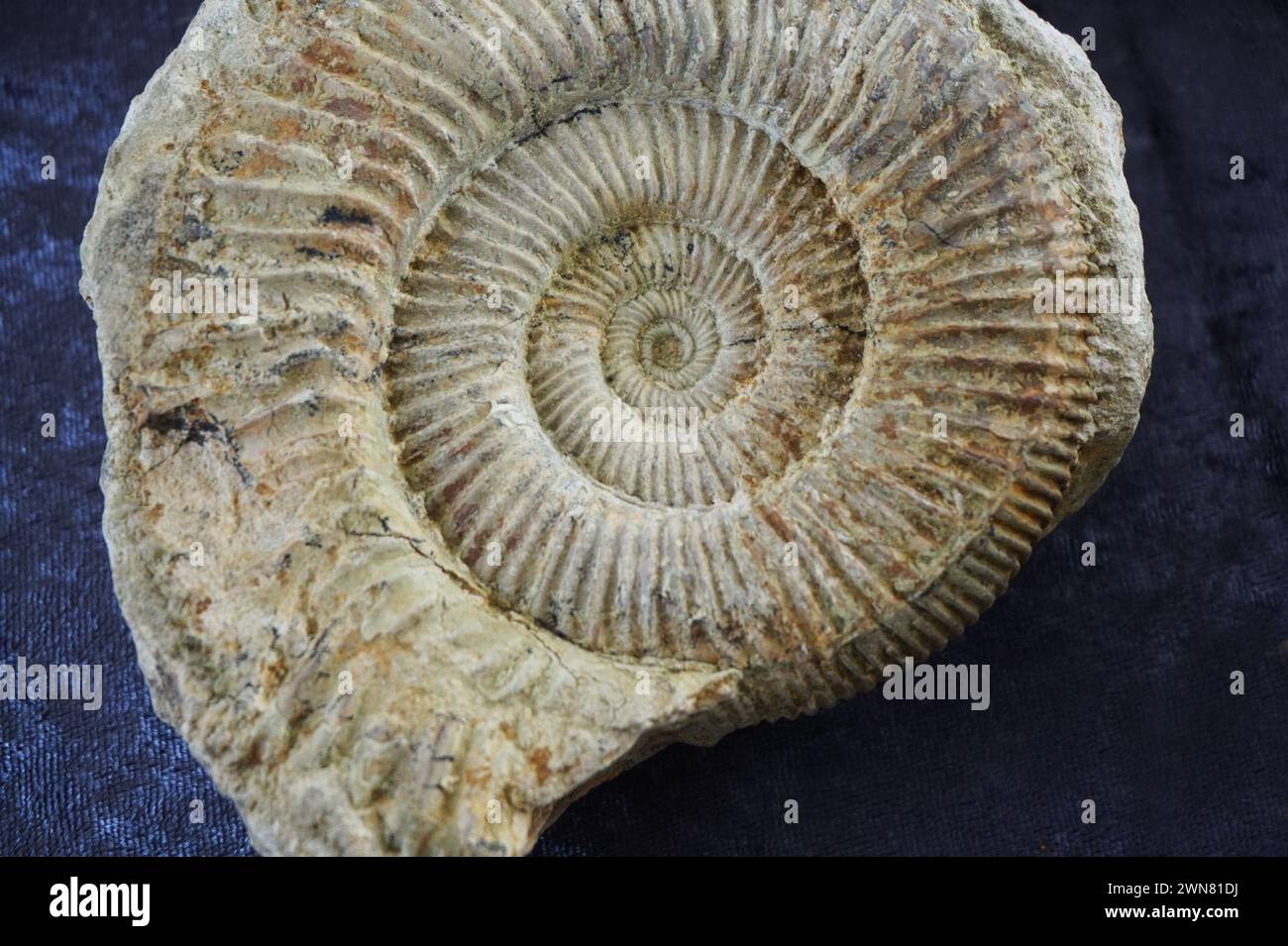 ammonite fossil texture as very nice natural background Stock Photo - Alamy