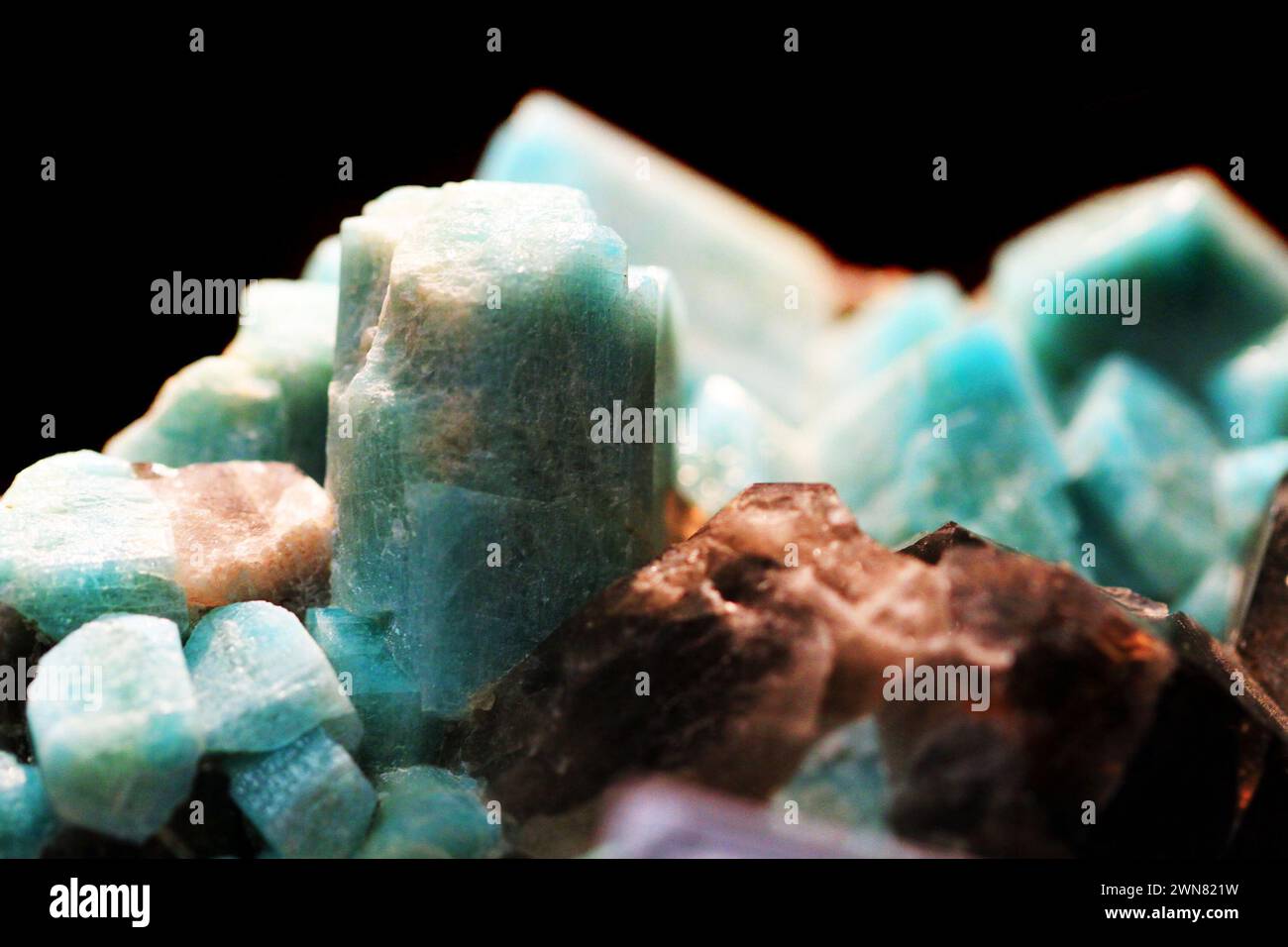 Amazonian gem hi-res stock photography and images - Alamy