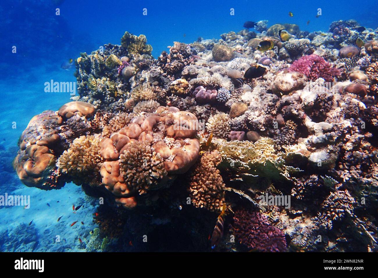 coral reef in egypt as nice natural landscape Stock Photo - Alamy