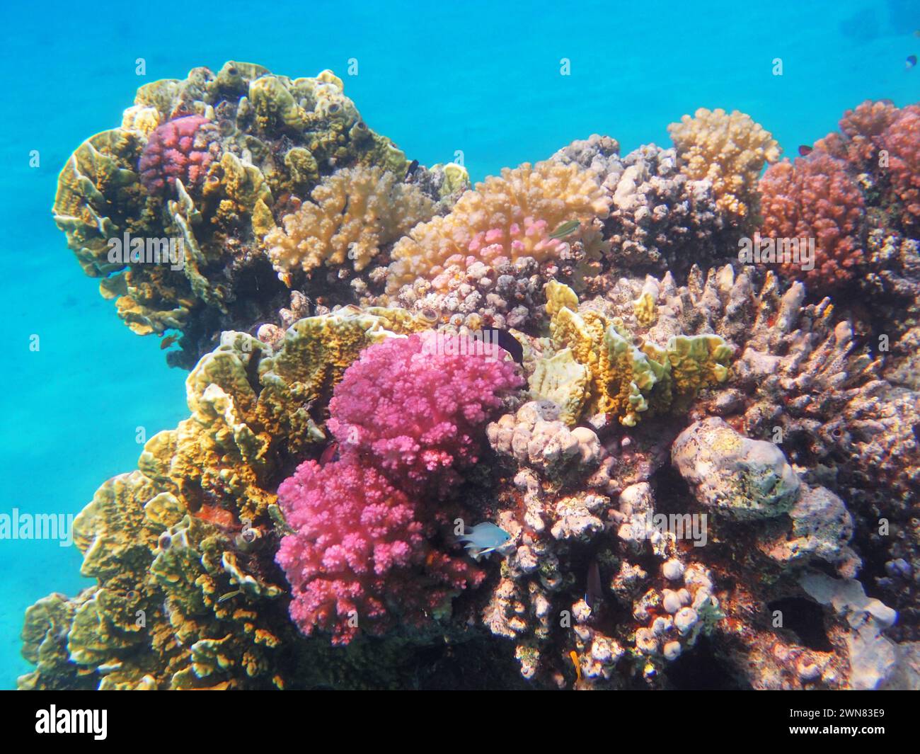 coral reef in egypt as nice natural landscape Stock Photo - Alamy