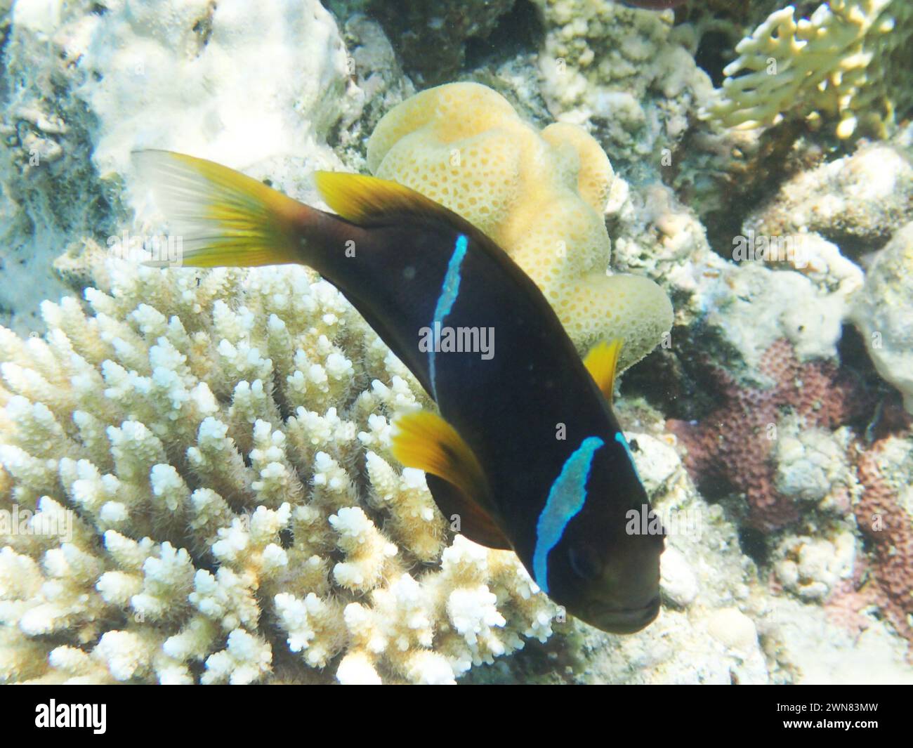 orange nemo clown fish in the red sea Stock Photo - Alamy