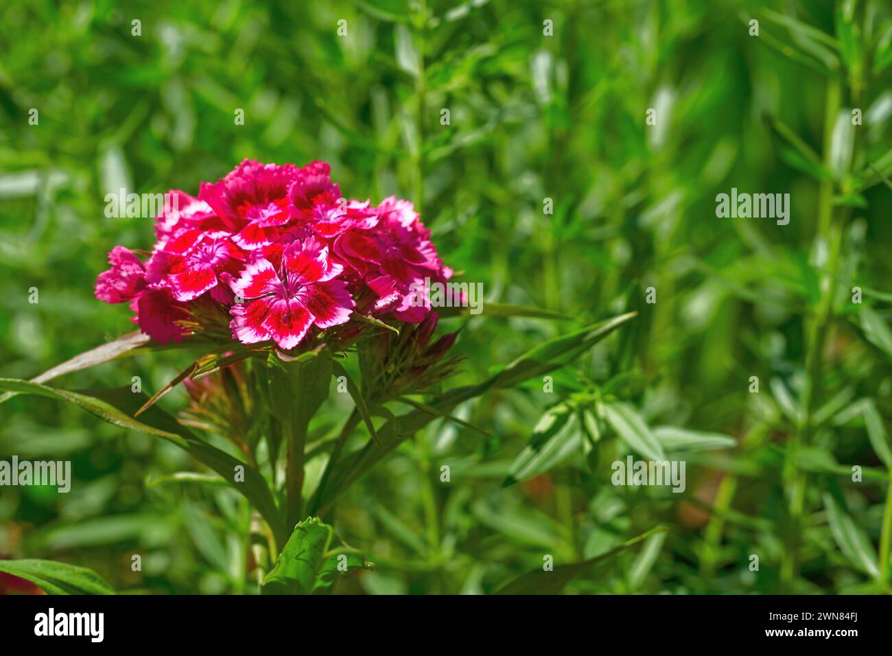 Red magenta carnation Dianthus chinensis Diana for landscaping in ...
