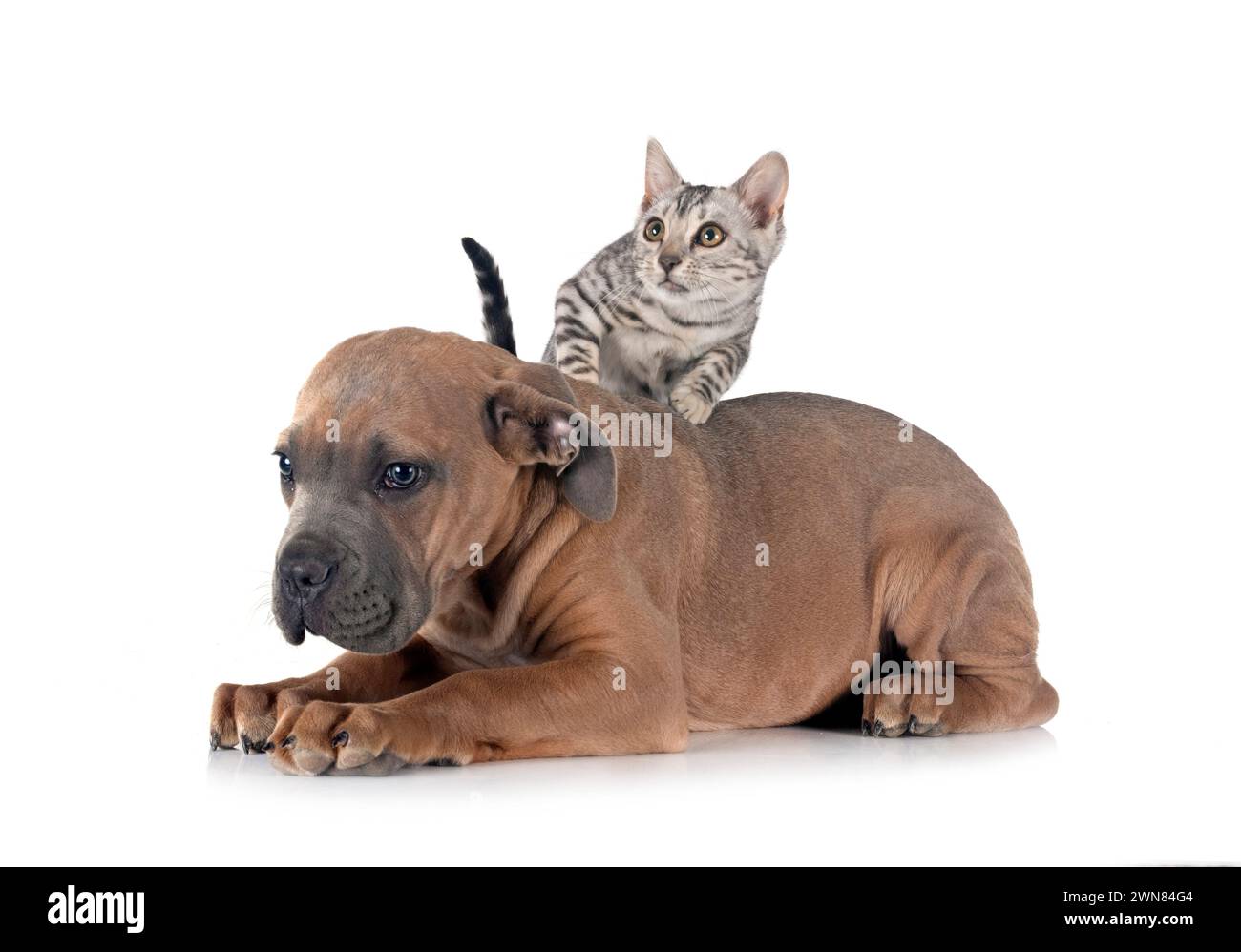 bengal cat and cane corso in front of white background Stock Photo - Alamy