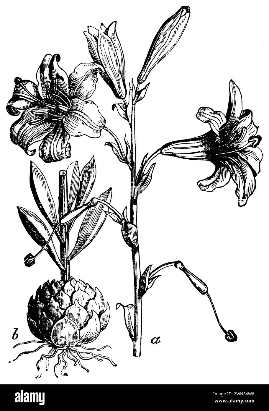Madonna lily, Lilium candidum, (botany book, 1898), Madonnen-Lilie, Lis ...