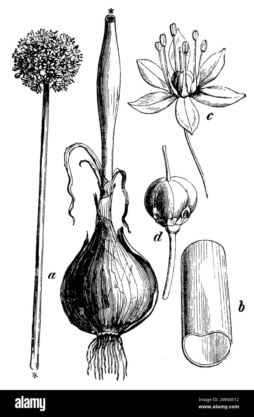 Allium cepa flower Black and White Stock Photos & Images - Alamy