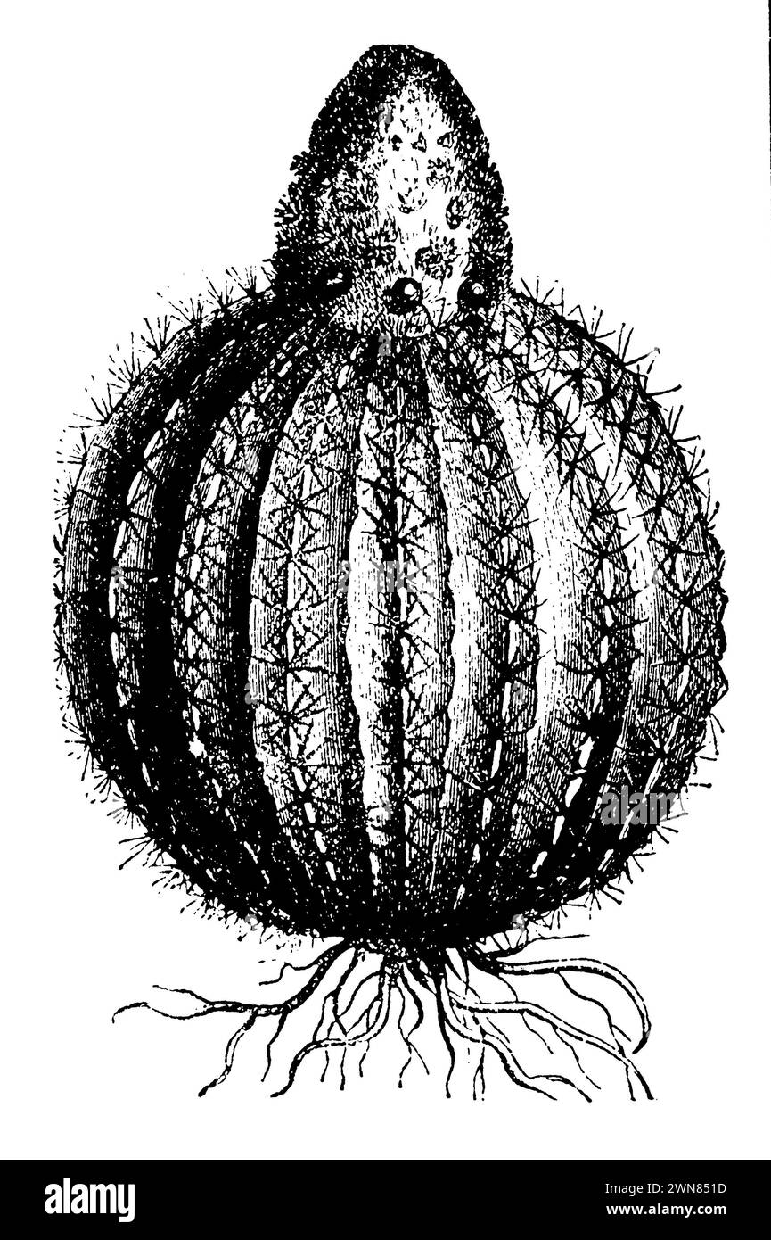 Melocactus intortus, Melocactus intortus, (encyclopedia, 1890 ...
