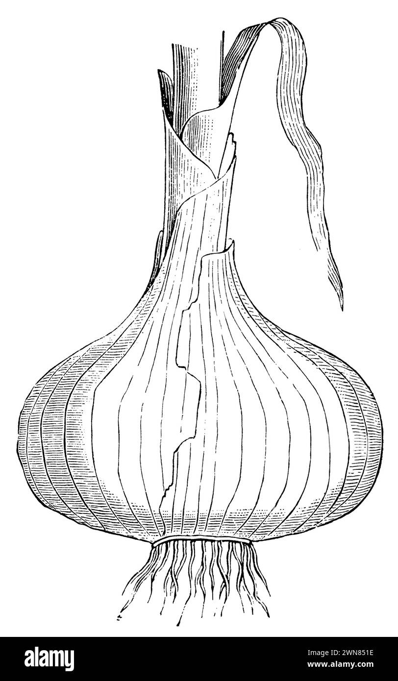 Allium cepa drawing hi-res stock photography and images - Alamy