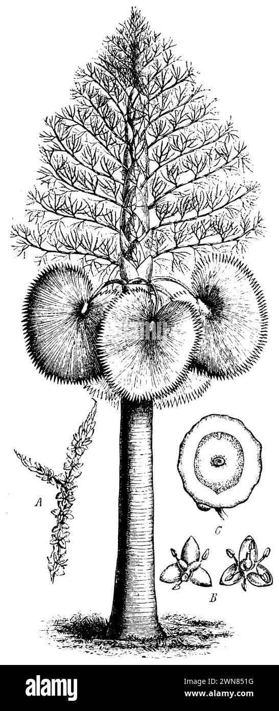 Tali palm hi-res stock photography and images - Alamy