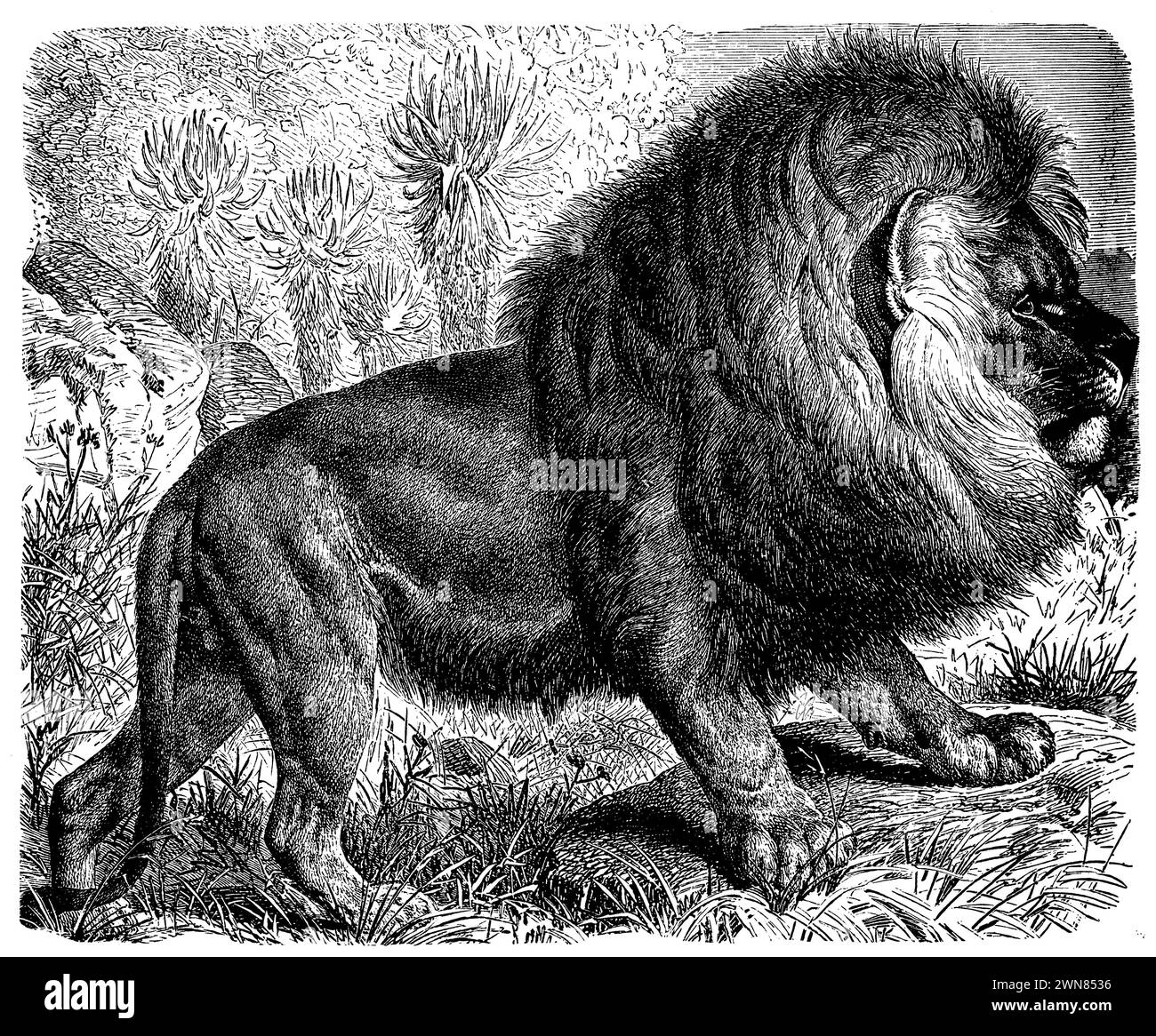 Cape lion, Panthera leo melanochaita, (encyclopedia, 1888), Kaplöwe ...
