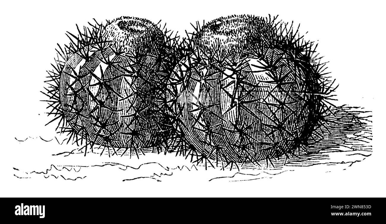 Melocactus intortus, Melocactus intortus, (, ), Melocactus intortus ...