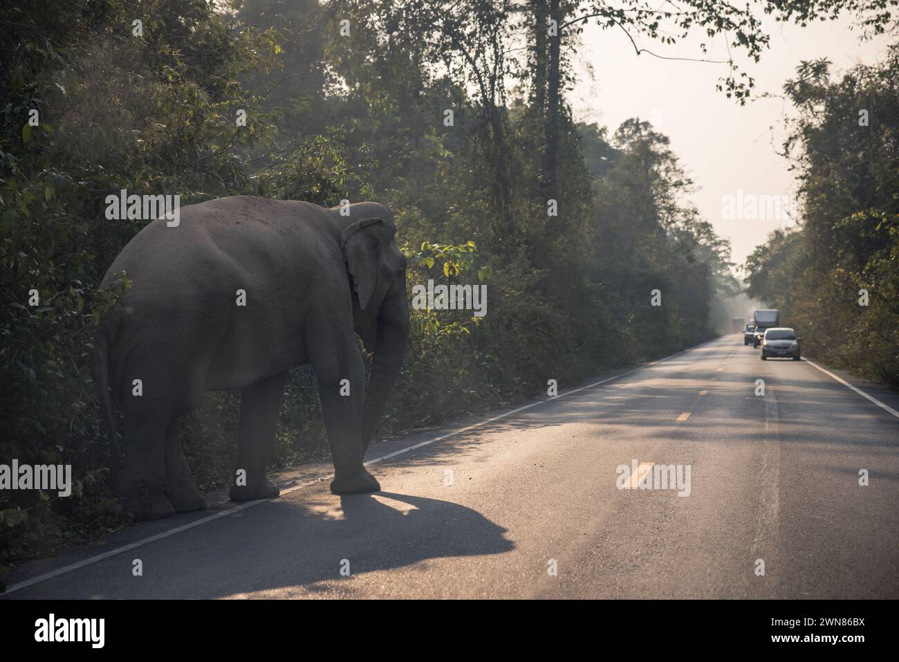 A wild male Asian elephant steps out of the forest and on to a road in ...