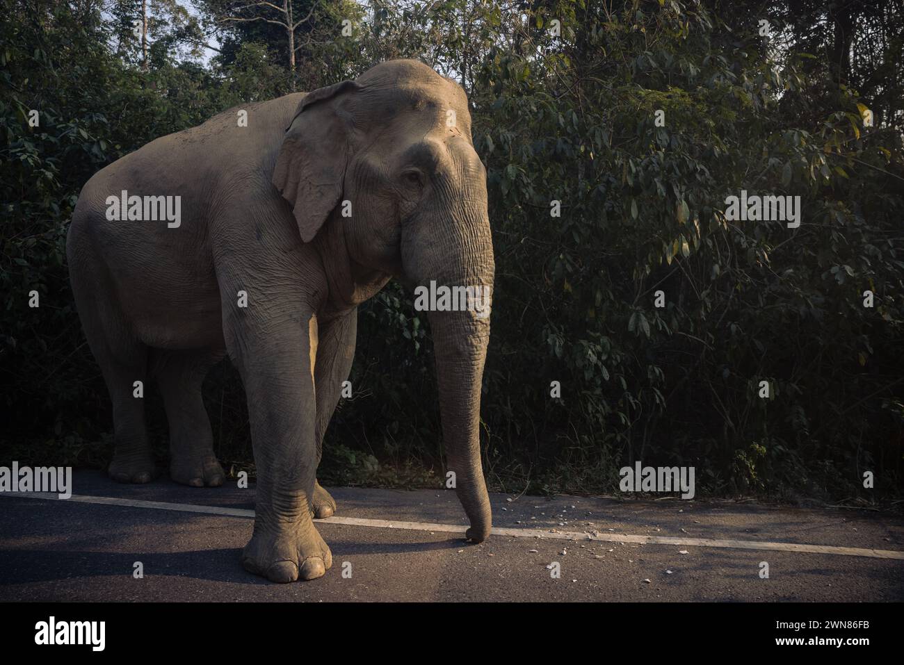 A wild male Asian elephant steps out of the forest and on to a road in ...