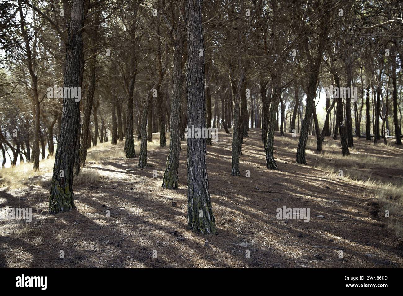 Detail of forest on a mountain in a forest in Spain, nature Stock Photo ...