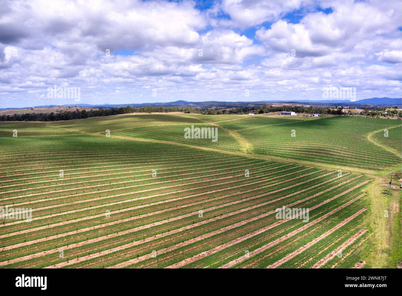 Aerial view of a lush green agricultural fields macadamia nut trees ...