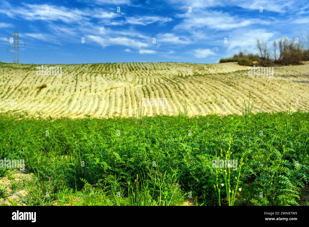 Rows of chickpea fields in the desert Stock Photo - Alamy