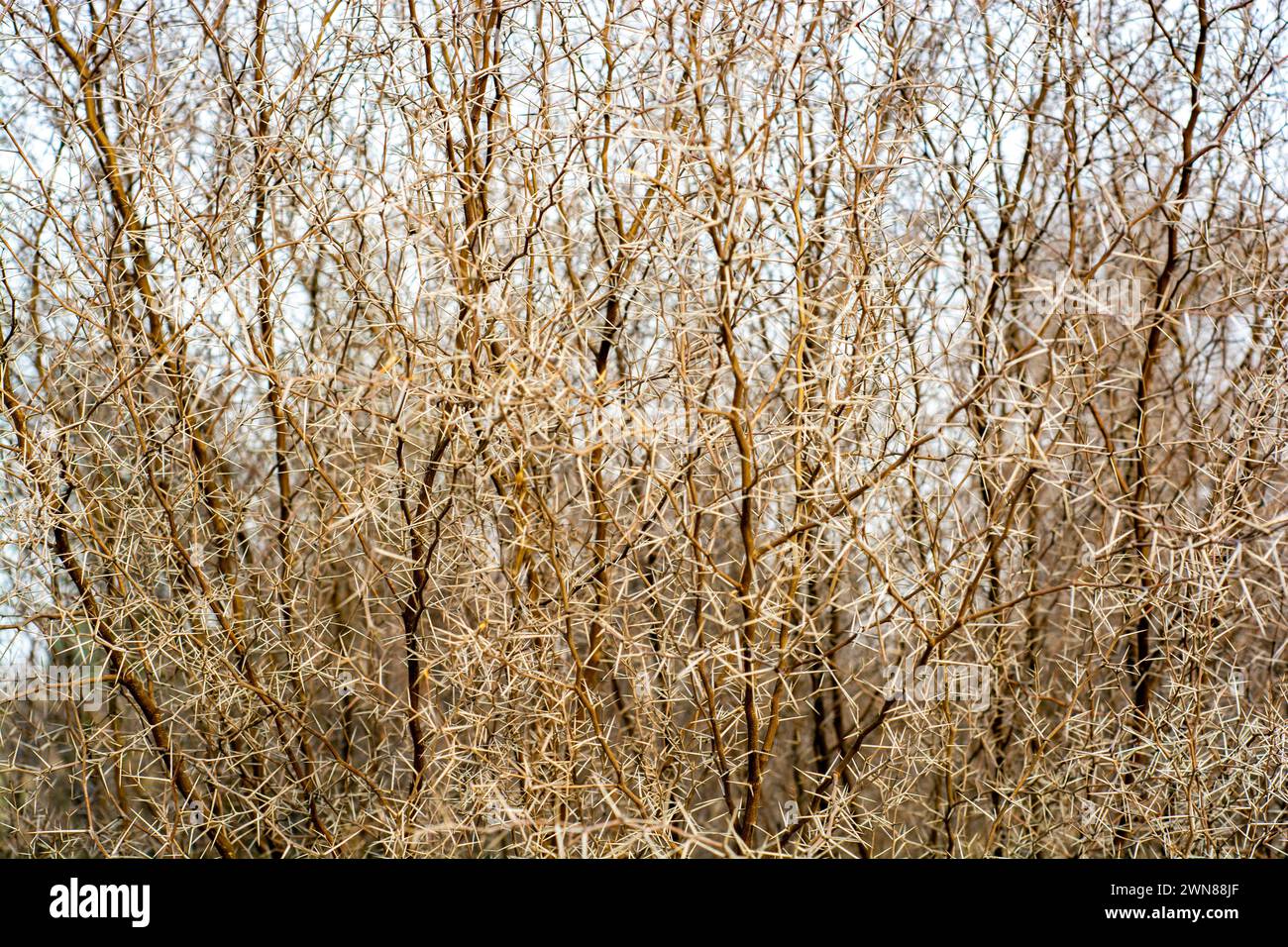 Desert vector graphic hi-res stock photography and images - Alamy