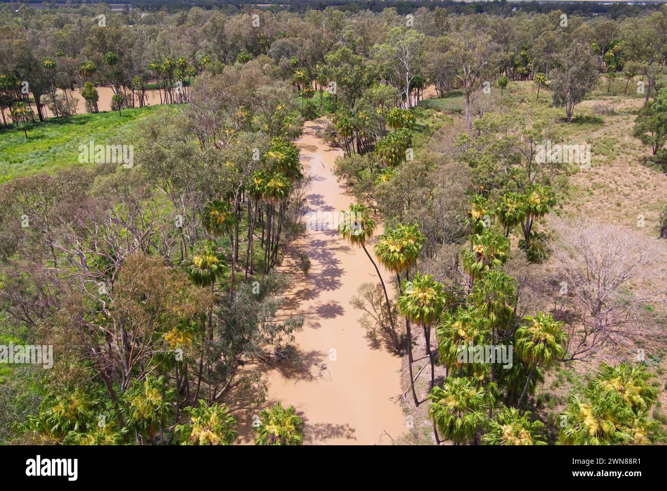Aerial of the Dawson River lined with Cycad Palms lining the banks of ...