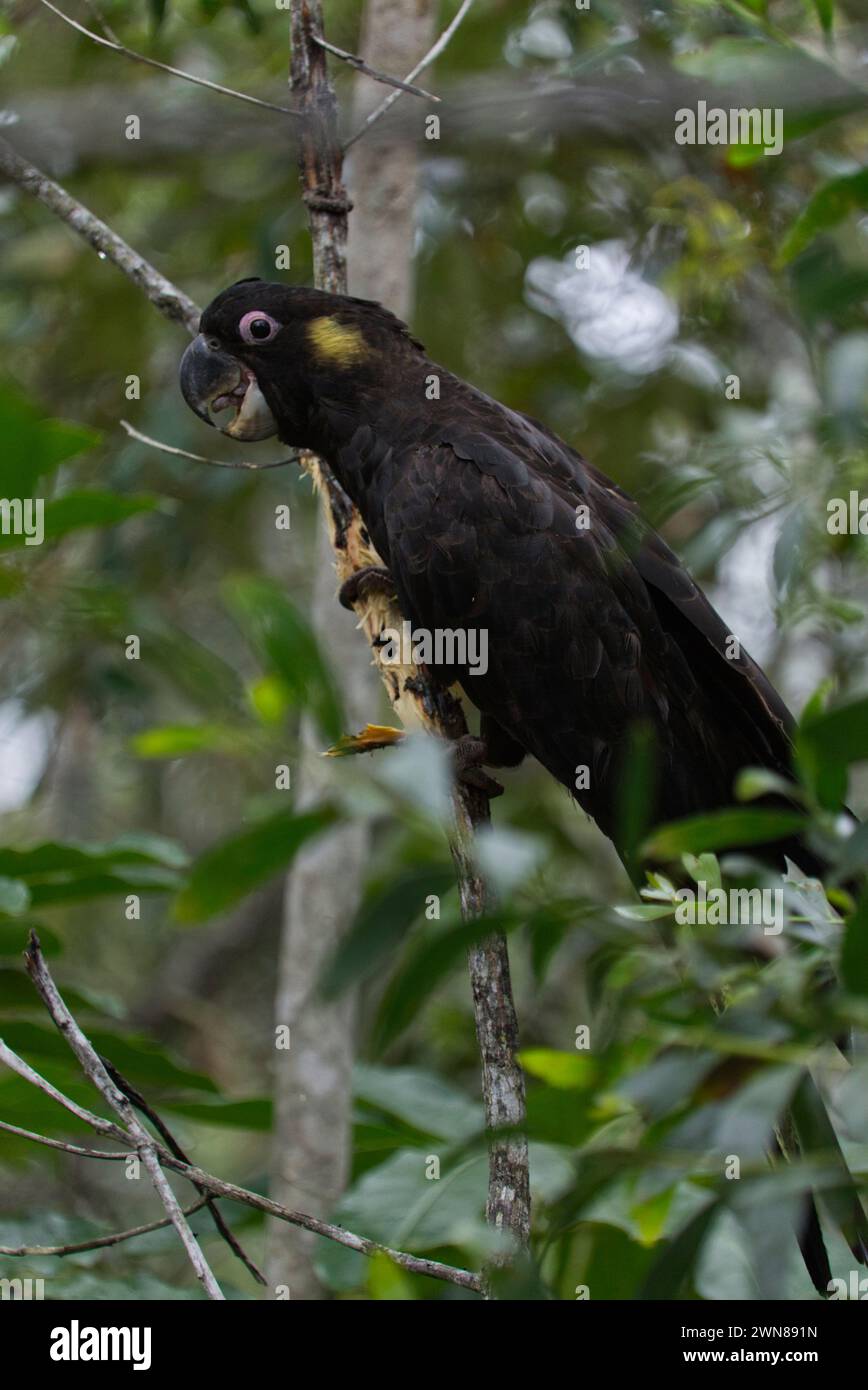 Yellow tailed Black cockatoo parrot perched on a branch in its natural ...