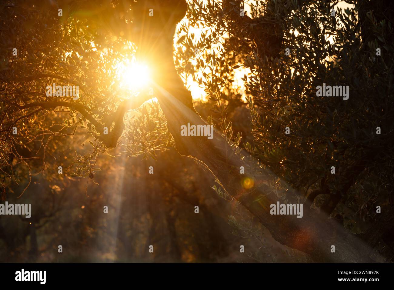 Olive tree in garden on sunset Stock Photo - Alamy