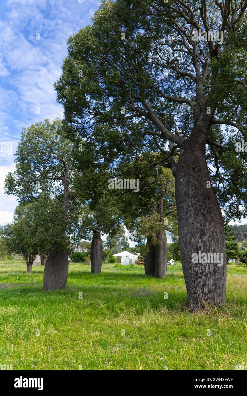 Queensland Bottle trees in a grassy field with a clear blue sky in the ...