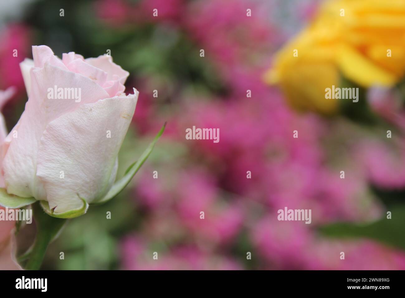 A single rose surrounded by blooming flowers and bushes in a garden ...